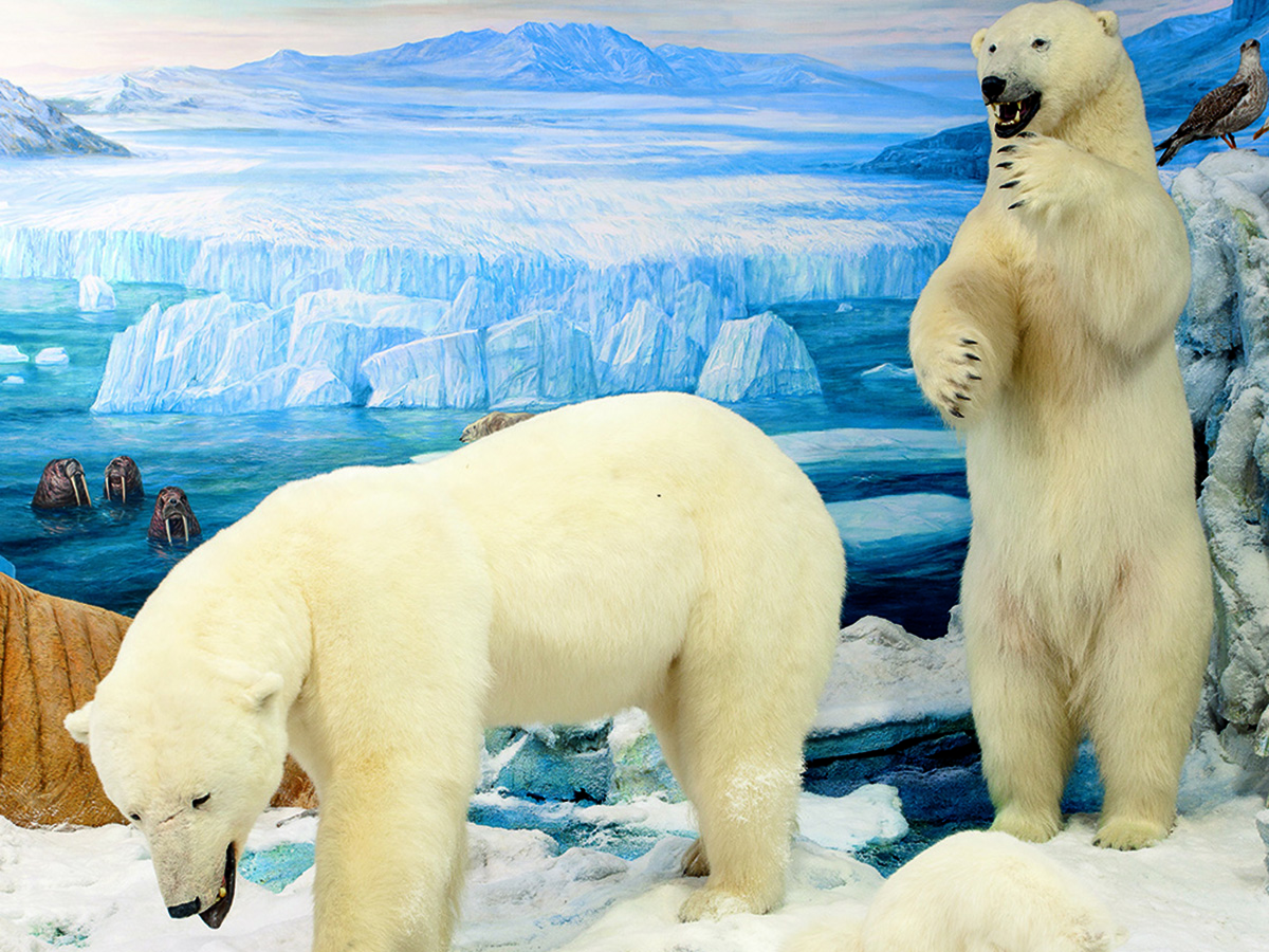 Calendario de actividades en Cinegética 2023 - Cazawonke - CAZA y SAFARIS