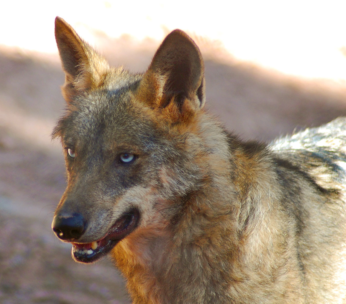 Artemisan celebra que la UE apueste por el control del lobo y su ...
